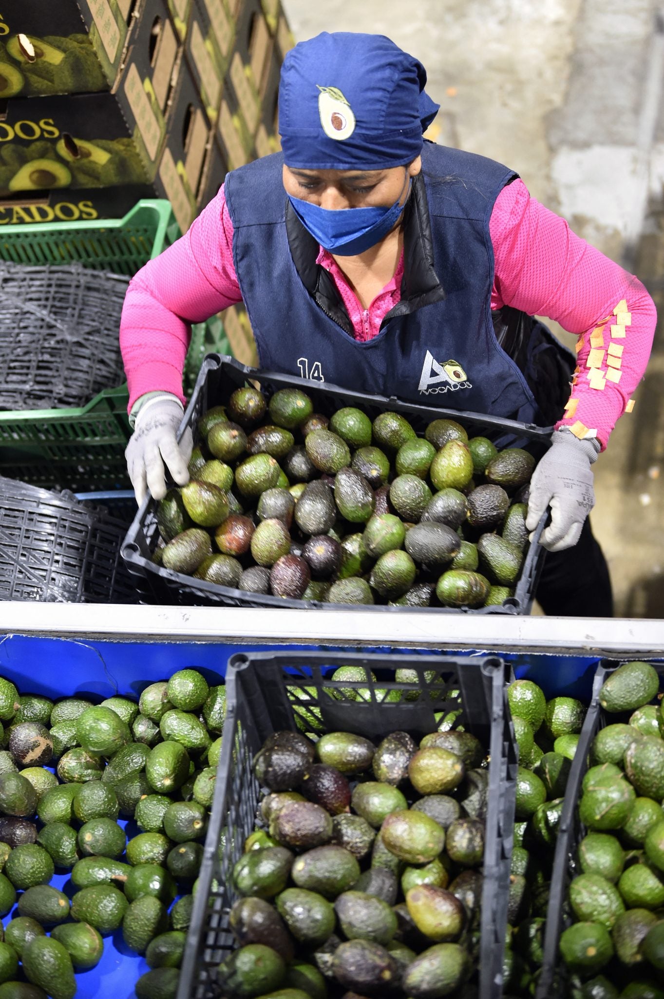 El Aguacate Mexicano Rehén De La Violencia Narco En Michoacán