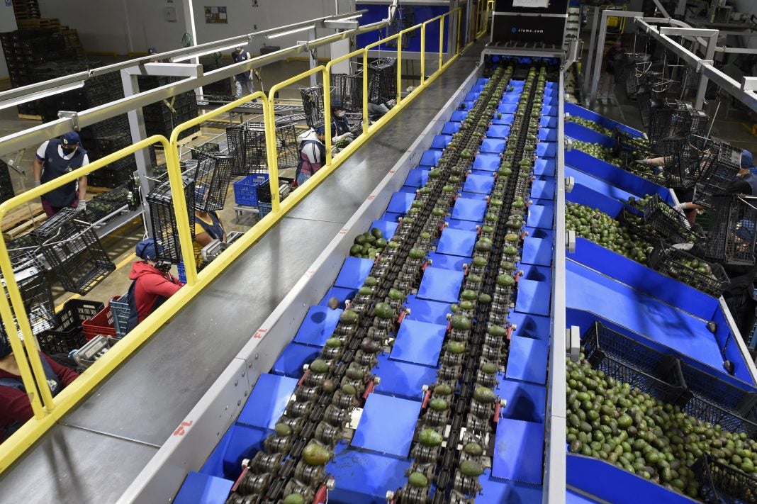 El Aguacate Mexicano Rehén De La Violencia Narco En Michoacán